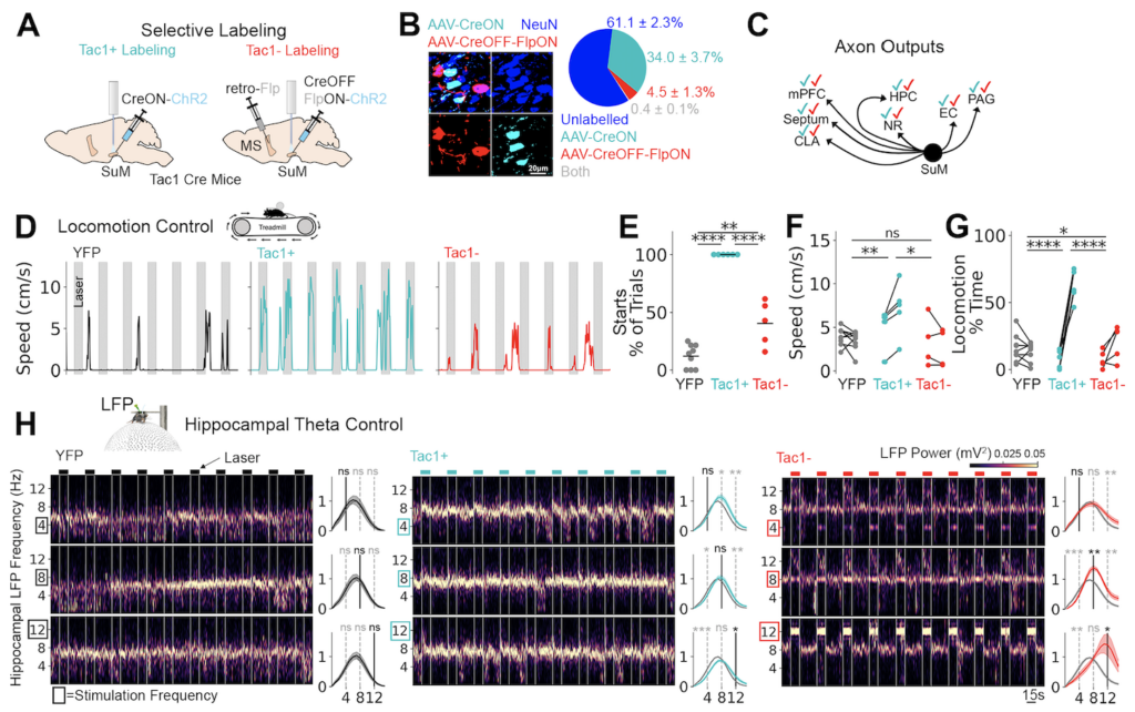Datasets – Soltesz Lab
